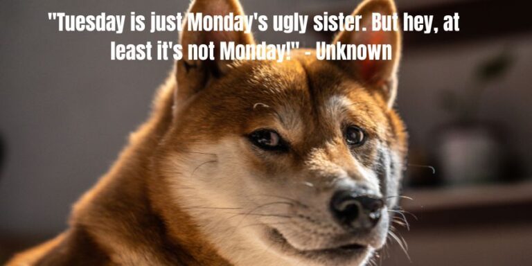 57+ The Best Tuesday Memes To Brighten Your Day!