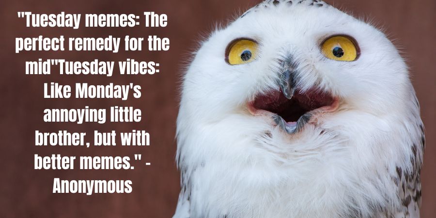 57+ The Best Tuesday Memes To Brighten Your Day!