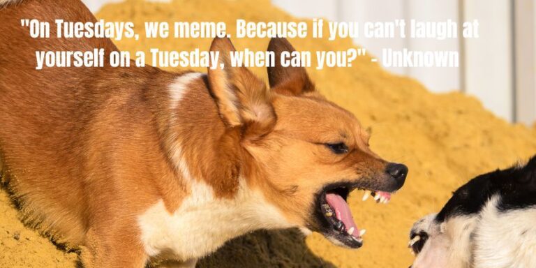 57+ The Best Tuesday Memes To Brighten Your Day!
