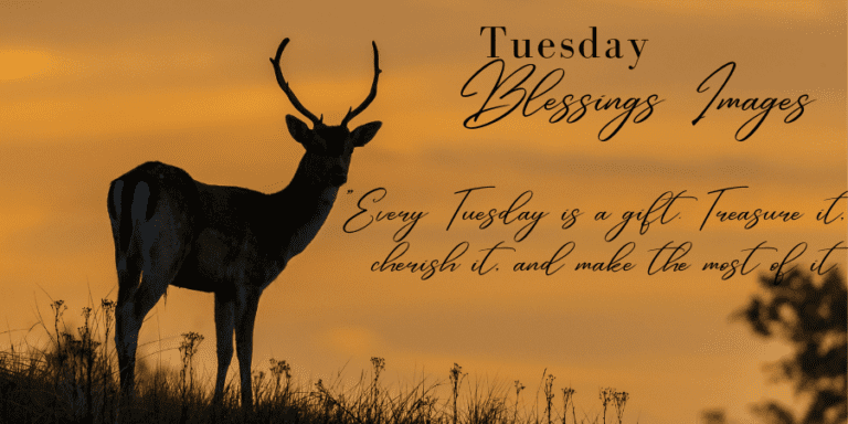 219+ Good Morning Tuesday Blessings Images And Quotes