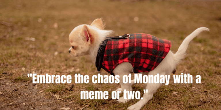 59+ Monday Memes That'll Kickstart Your Week With A Smile!