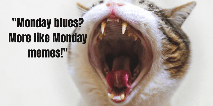 59+ Monday Memes That'll Kickstart Your Week With A Smile!