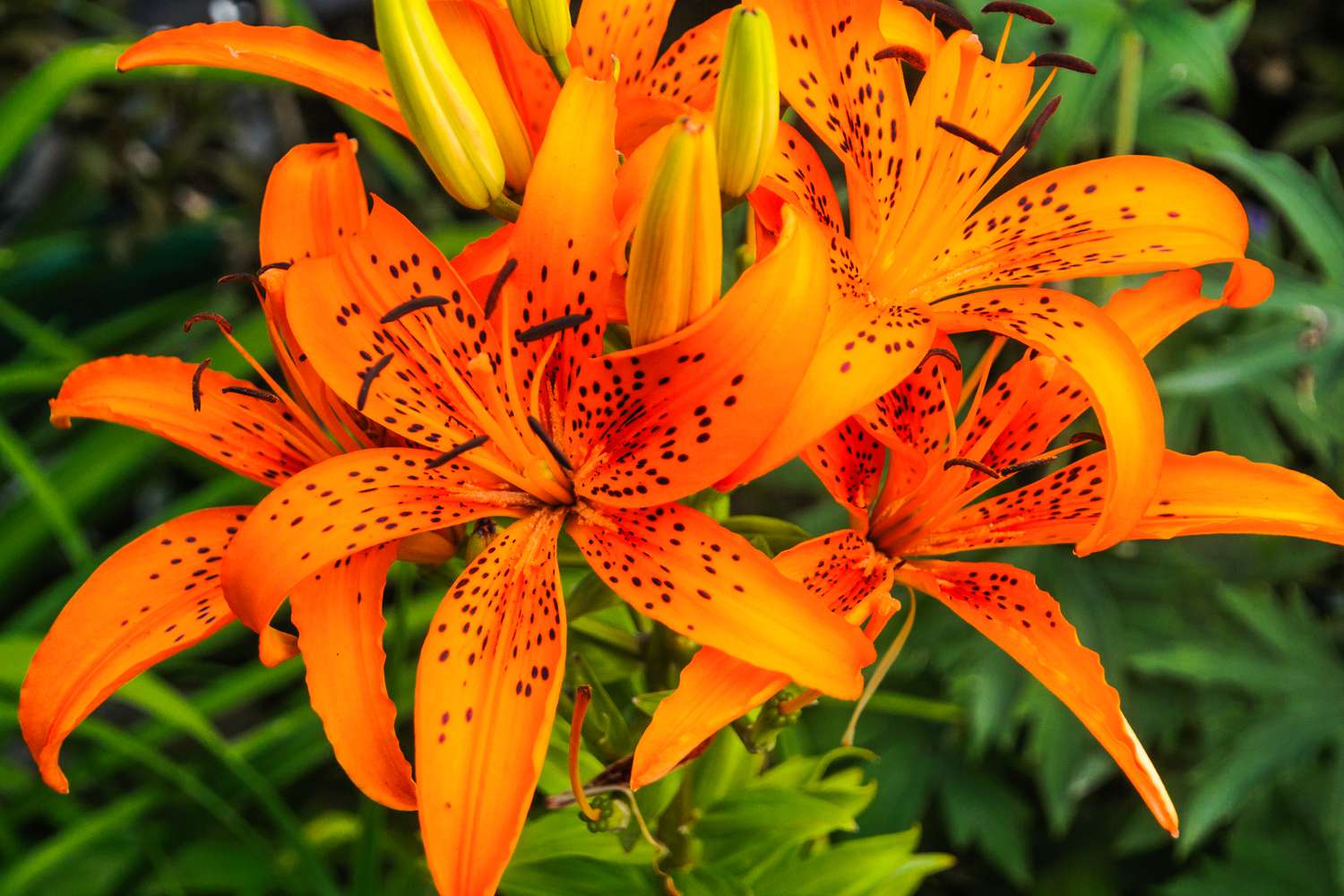 The Beauty And Symbolism Of Orange Flowers: A Comprehensive Guide