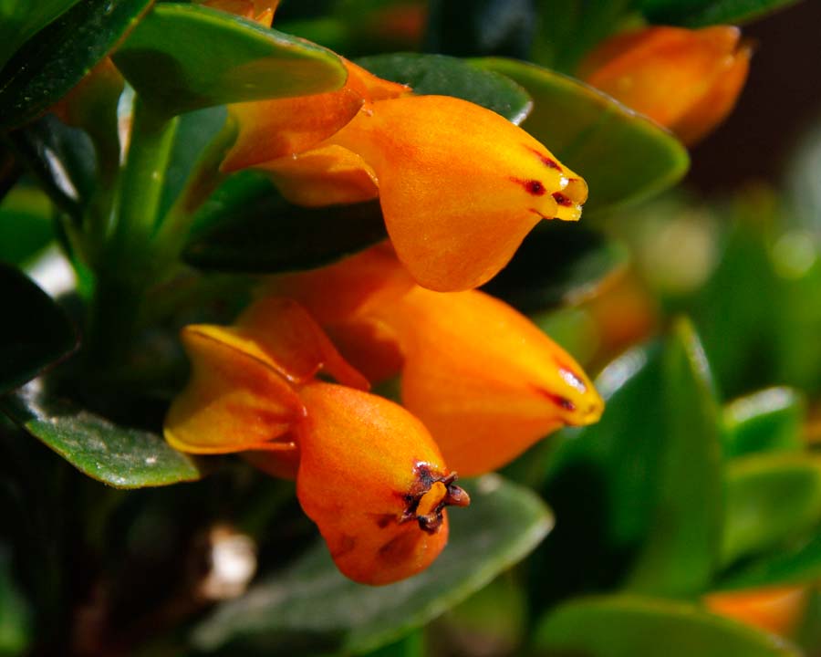 The Goldfish Plant: A Comprehensive Guide to Care and Cultivation ...