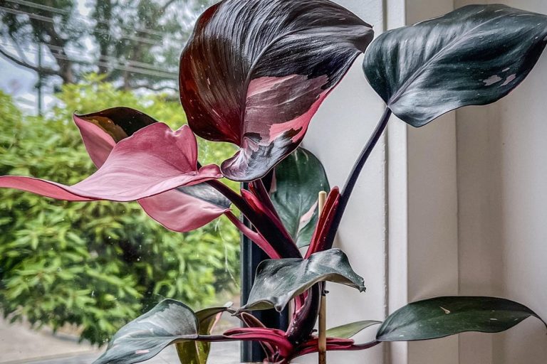 The Pink Princess Philodendron: A Guide to the Enchanting Plant ...