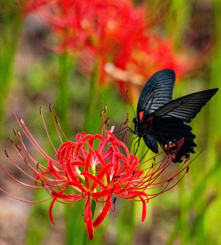 The Alluring Spider Lily: A Comprehensive Guide - Dreamchaserhub