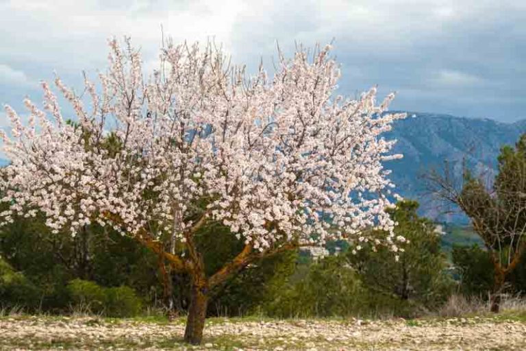 The Almond Tree: Cultivation, Benefits, and Significance - Dreamchaserhub