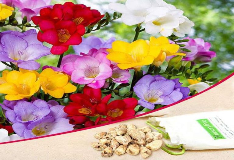 Freesia: A Delightful Bloom With A Rich History And Unique Appeal