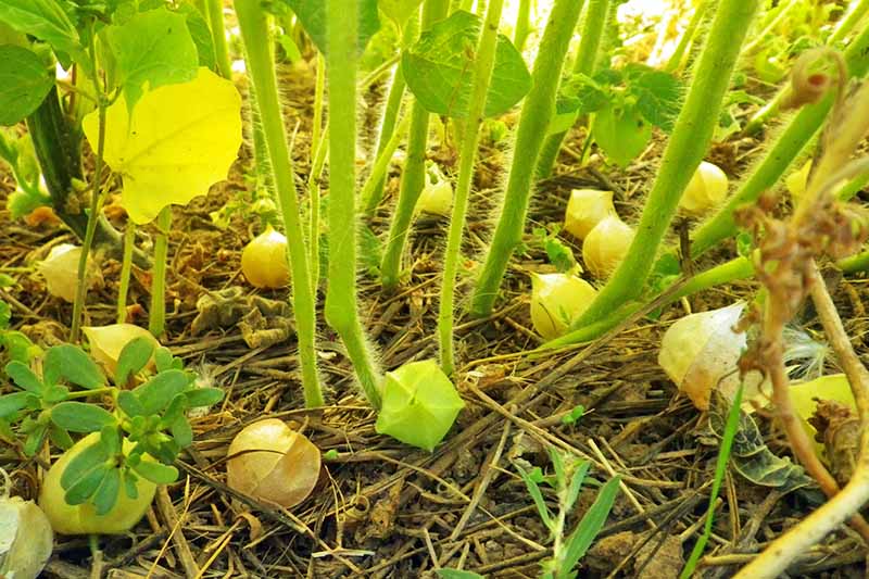 Ground Cherry: A Hidden Gem In The Garden