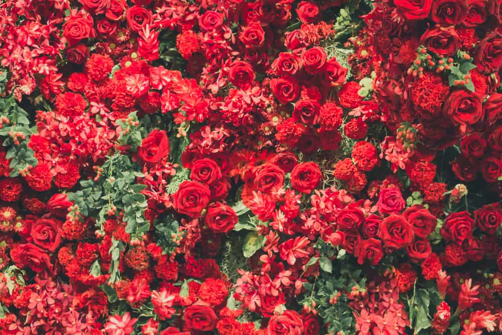 A Blooming Symphony: Exploring the World of Red Flowers - Dreamchaserhub