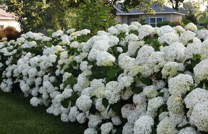 Snowball Bush: A Garden Classic with Timeless Appeal