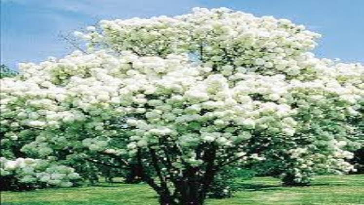 Snowball Bush: A Garden Classic With Timeless Appeal