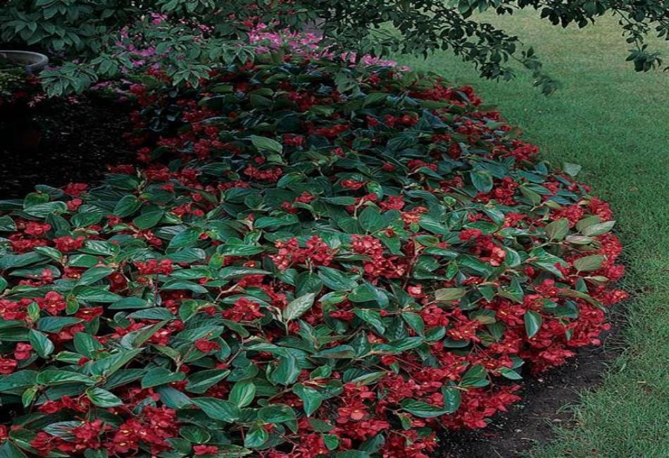 Angel Wing Begonia: A Guide To Growing And Caring For These Stunning ...