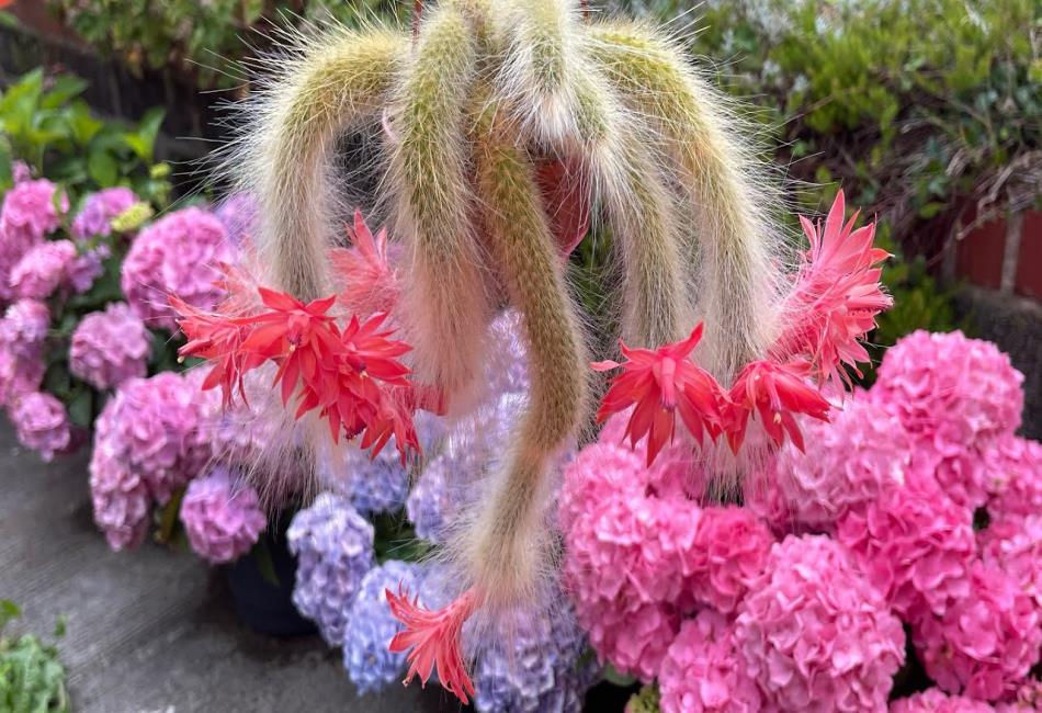 Monkey Tail Cactus: A Unique and Intriguing Houseplant – Dreamchaserhub