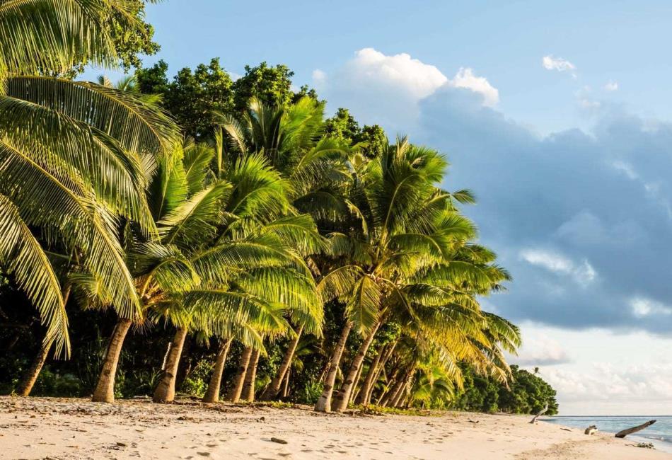 Palm Trees: An Iconic Symbol of Tropical Beauty and Environmental ...