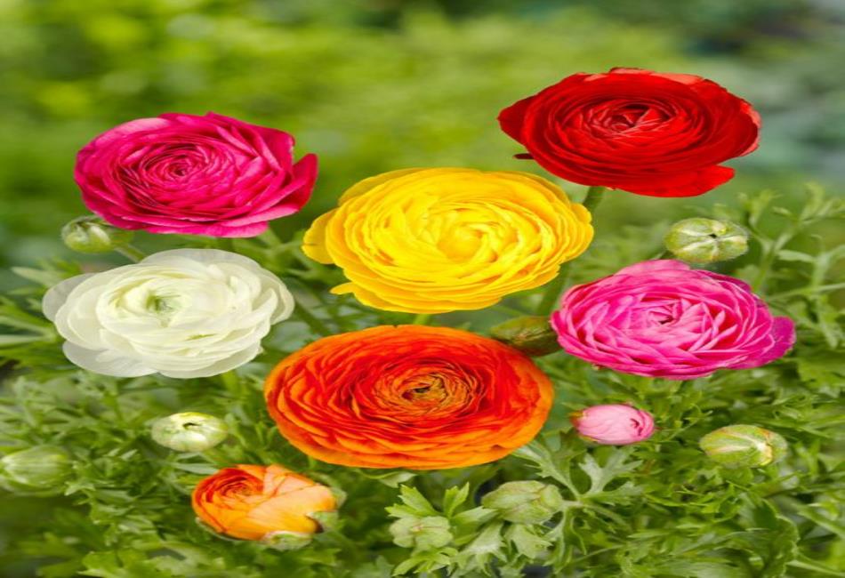 Buttercup Flower: A Symbol of Sunshine and Simplicity