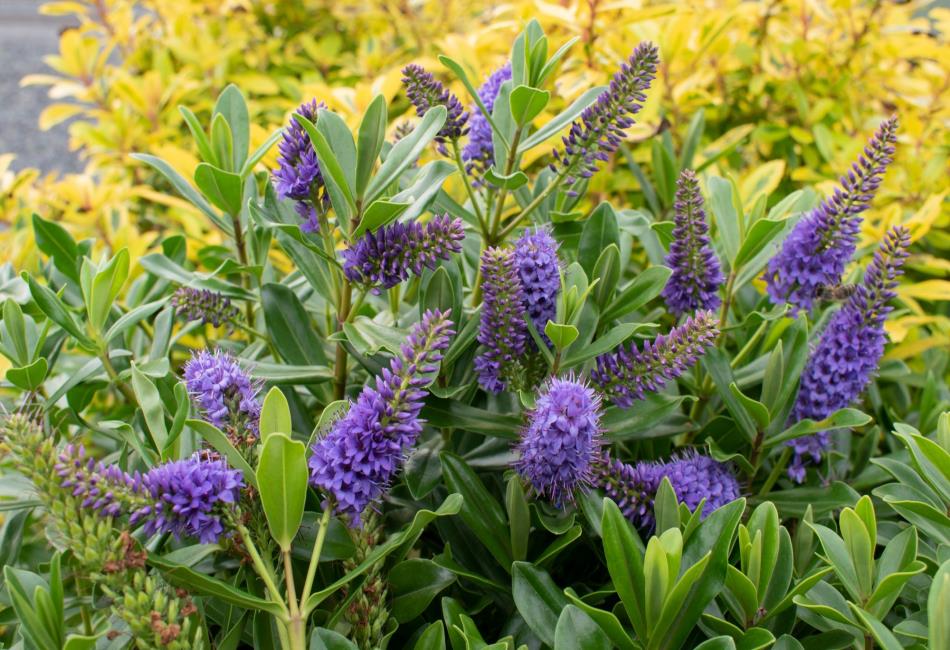 Hebe: A Versatile and Colorful Evergreen Shrub for Gardens - Dreamchaserhub