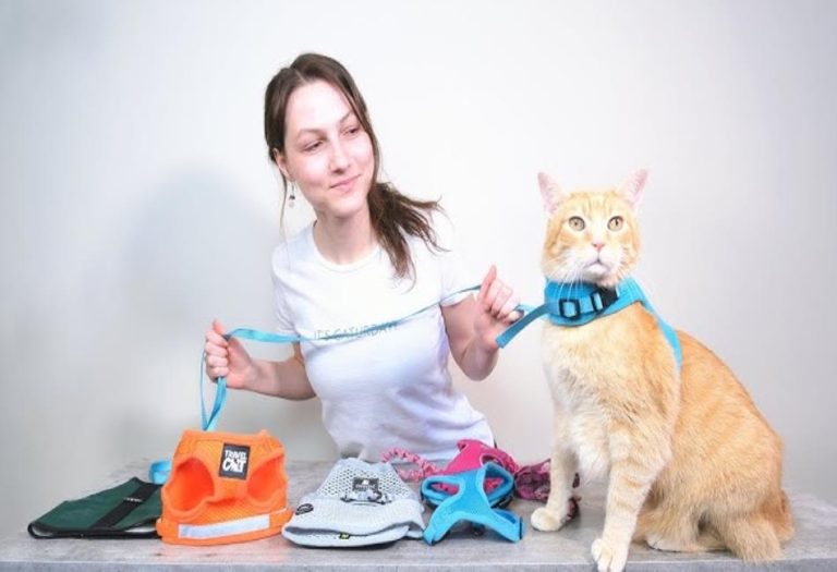 Ultimate Guide To Choosing The Best Cat Harness And Leash - Dreamchaserhub