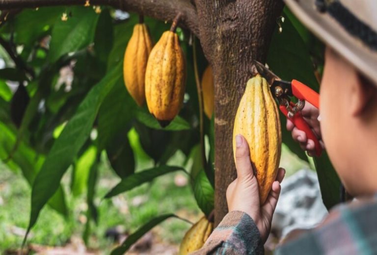 Discover The Fascinating World Of Cocoa Trees: Growth, Care, And ...
